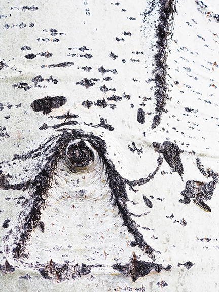 Aspen trees ~ | VAPOR AND FLOW