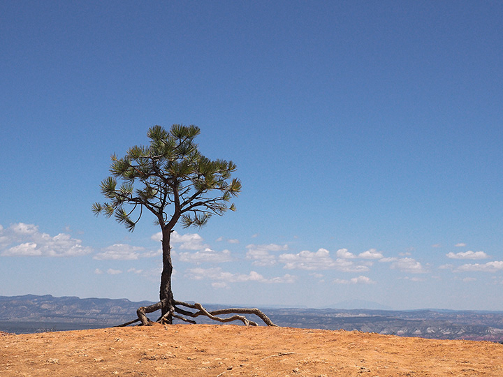 Lone tree ~ | VAPOR AND FLOW