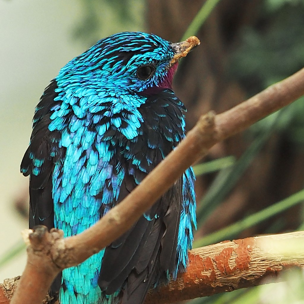 Spangled cotinga ~ | VAPOR AND FLOW