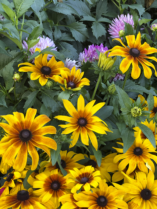 unidentified yellow flowers | VAPOR AND FLOW